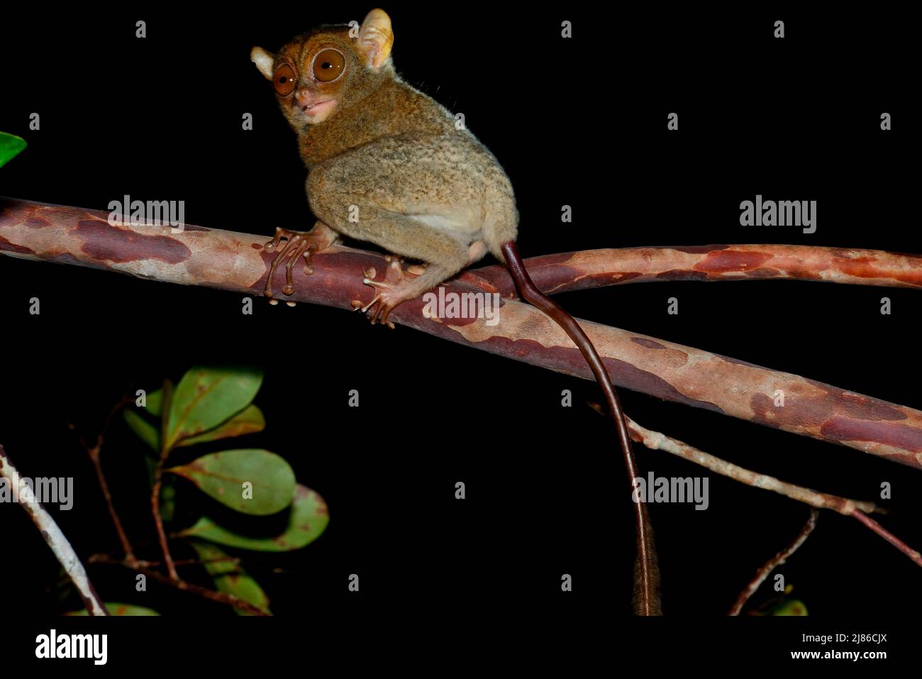 Horsfield's Tarsier, Western Tarsier Tarsius bancanus ssp. saltator ...