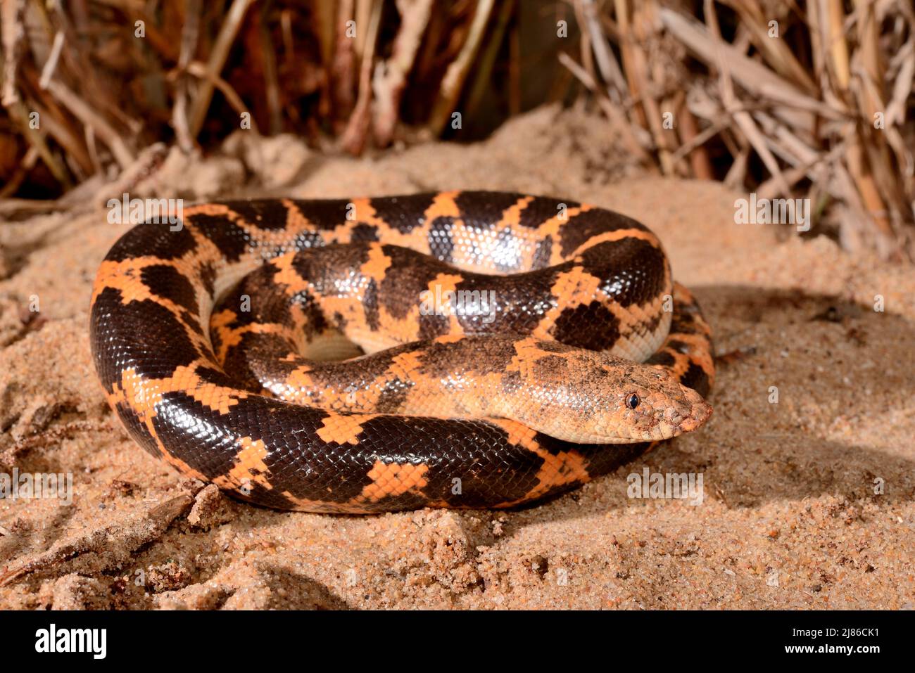 Sahara sand boa, Müller's sand boa or West african sand boa ...