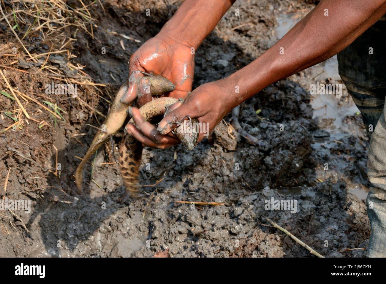 African lungfishes protopterus annectens hi-res stock photography and ...