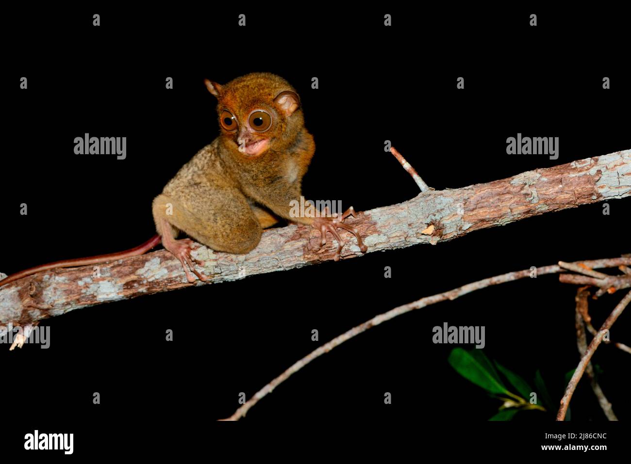 Belitung Island Tarsier (Tarsius bancanus saltator) on a branch ...