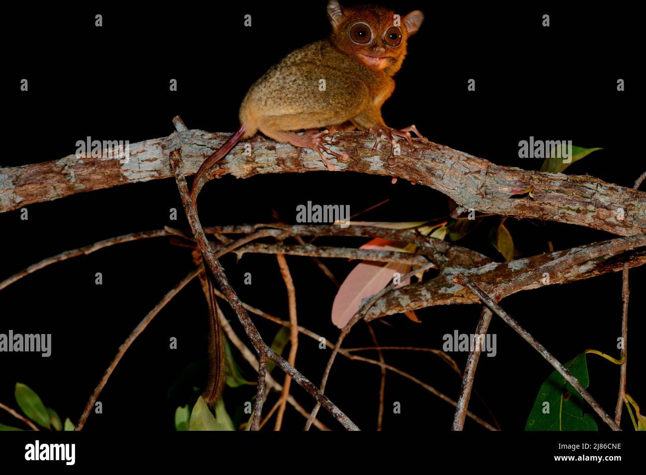 Belitung Island Tarsier (Tarsius bancanus saltator) on a branch ...