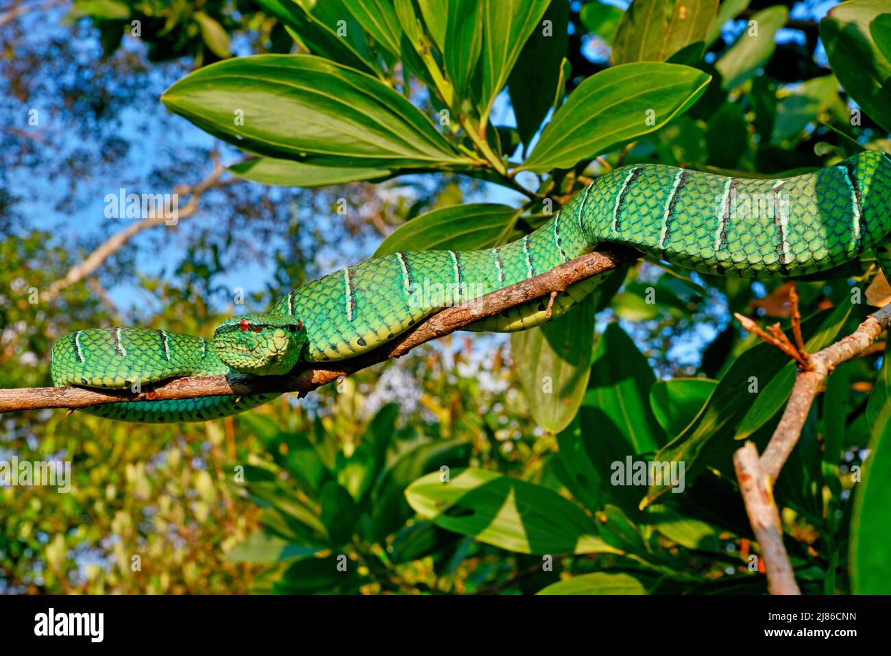 Bornean Keeled Green Pit Viper (Tropidolaemus subannulatus) on a branch ...