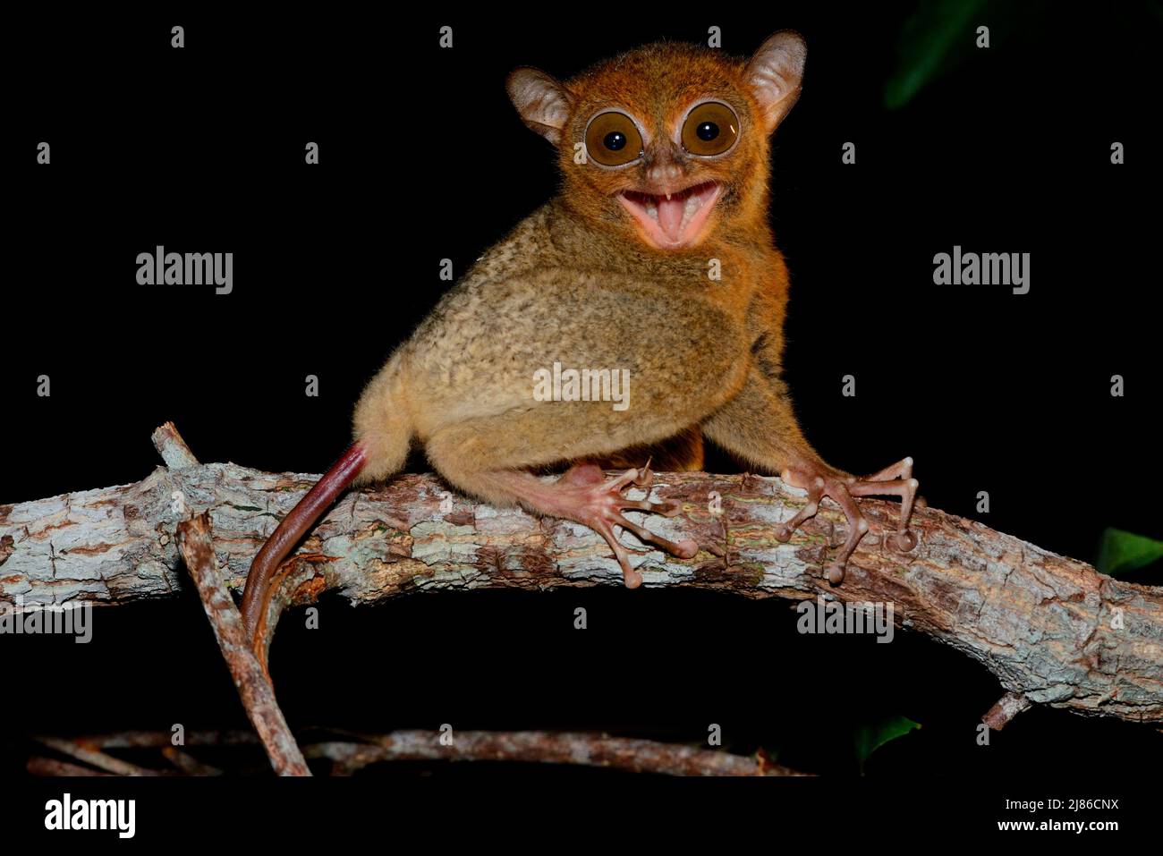 Belitung Island Tarsier (Tarsius bancanus saltator) on a branch ...
