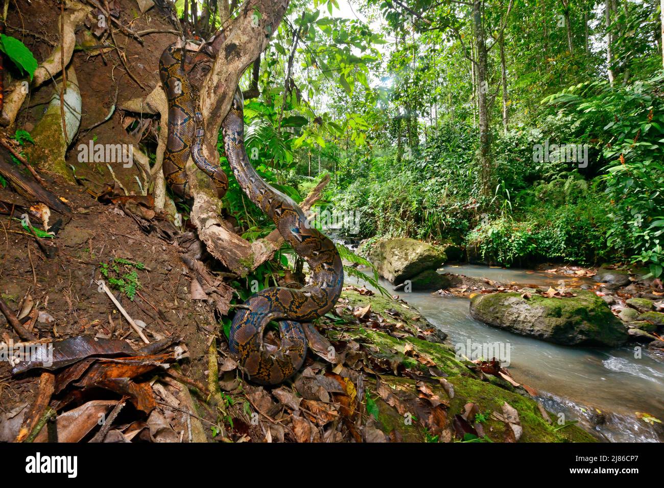 Reticulated python (Malayopython reticulatus) in forest, Sulawesi ...