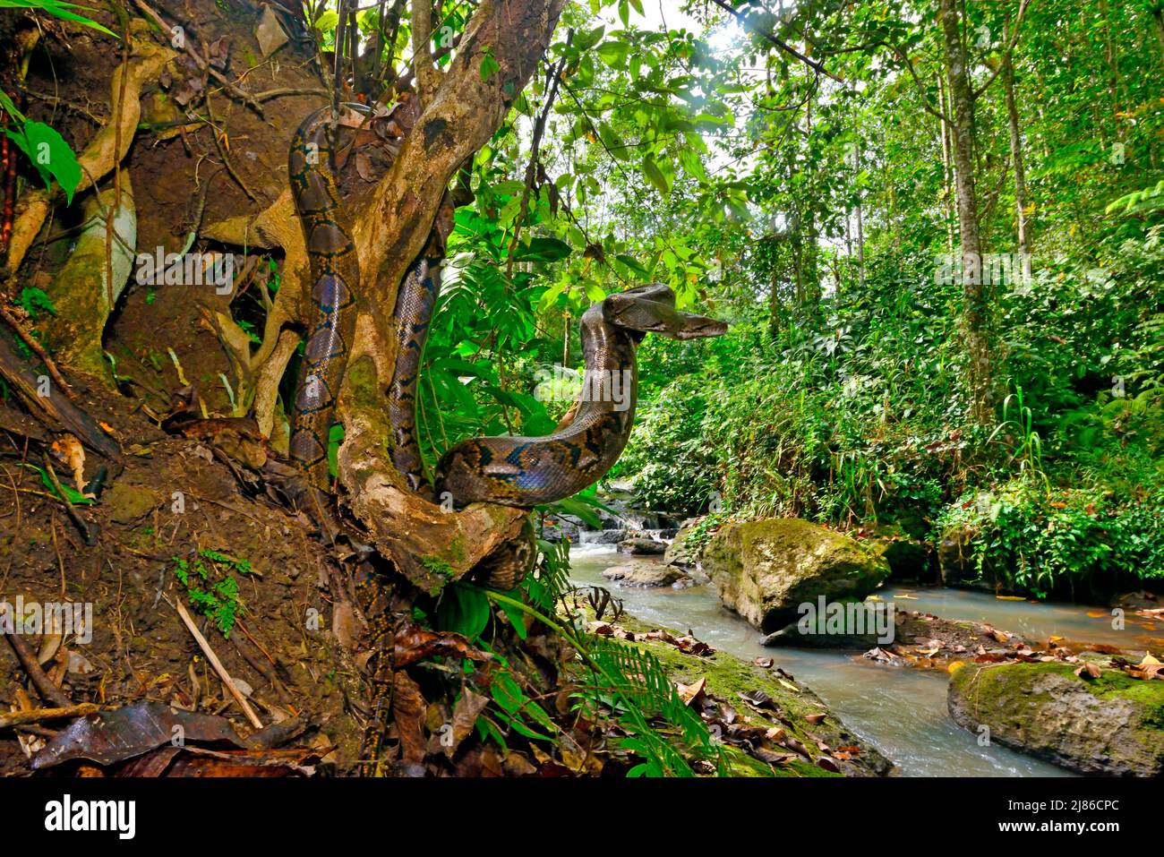 Reticulated python (Malayopython reticulatus) in forest, Sulawesi ...