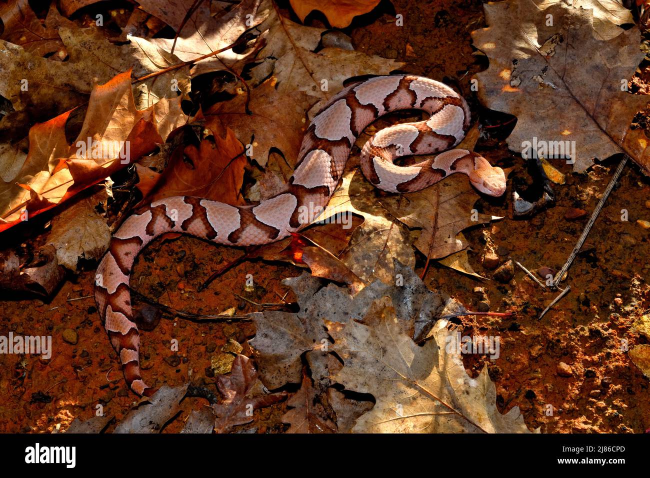 Southern copperhead (Agkistrodon contortrix contortrix), Sometimes ...