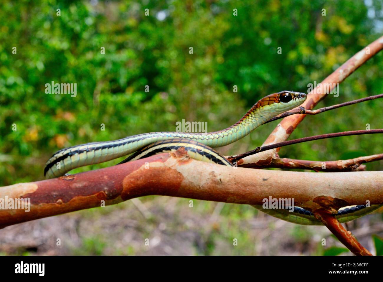Striped bronzeback (Dendrelaphis caudolineatus) on a branch, Belitung ...