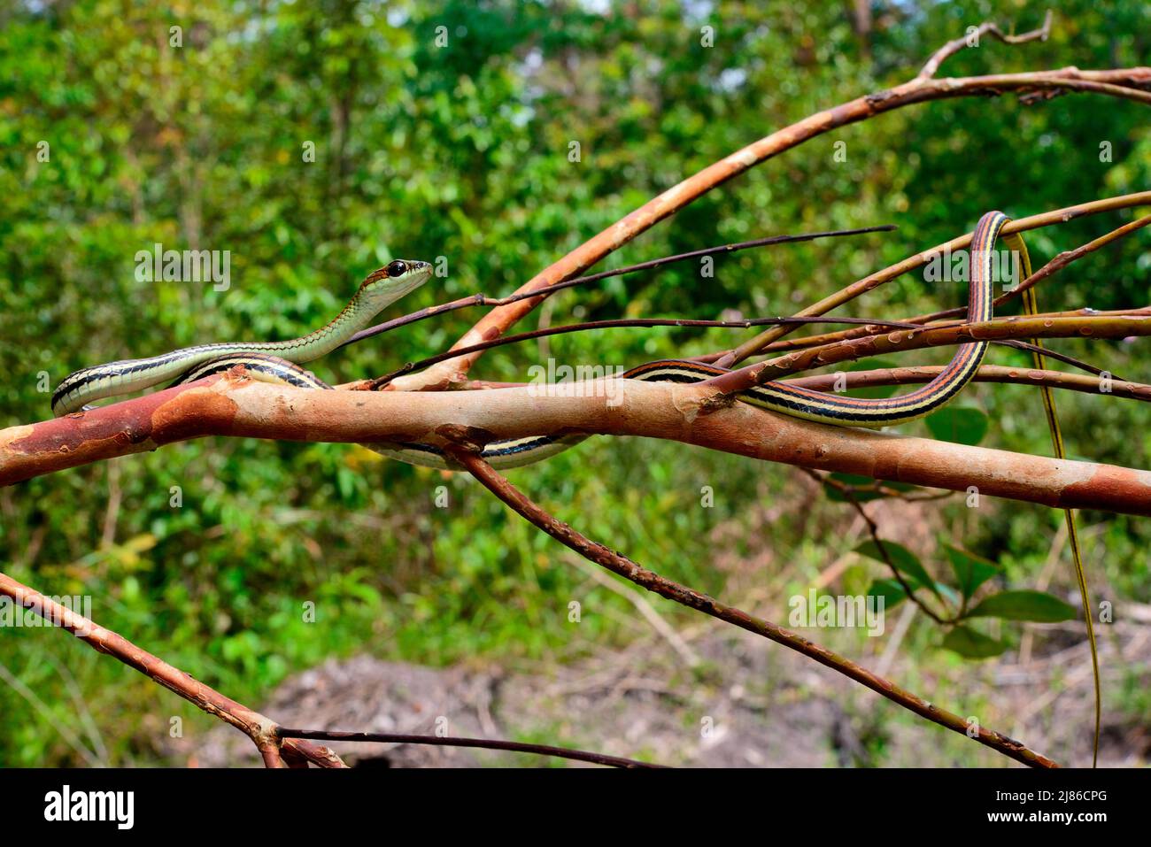 Striped bronzeback (Dendrelaphis caudolineatus) on a branch, Belitung ...