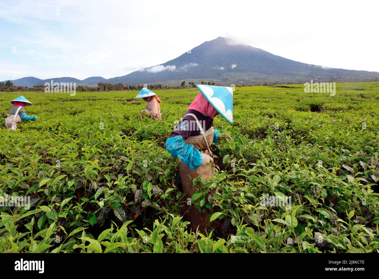 Tea plantation and picking, under the volcano, Kerenci, Sumatra ...