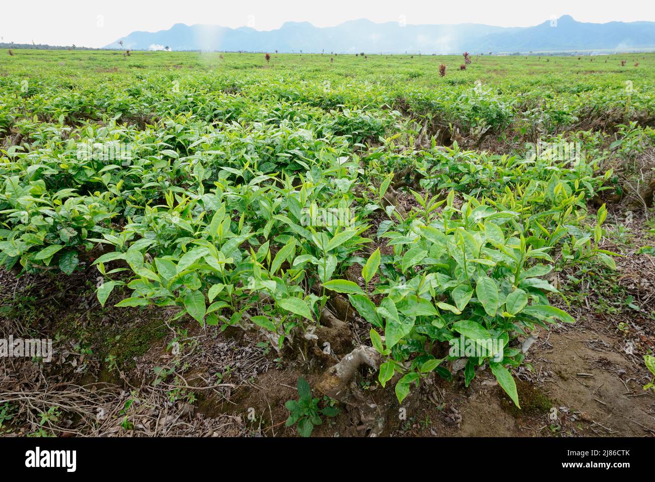 Tea plantation and picking, under the volcano, Kerenci, Sumatra ...