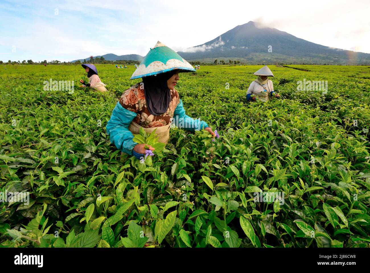 Tea plantation and picking, under the volcano, Kerenci, Sumatra ...