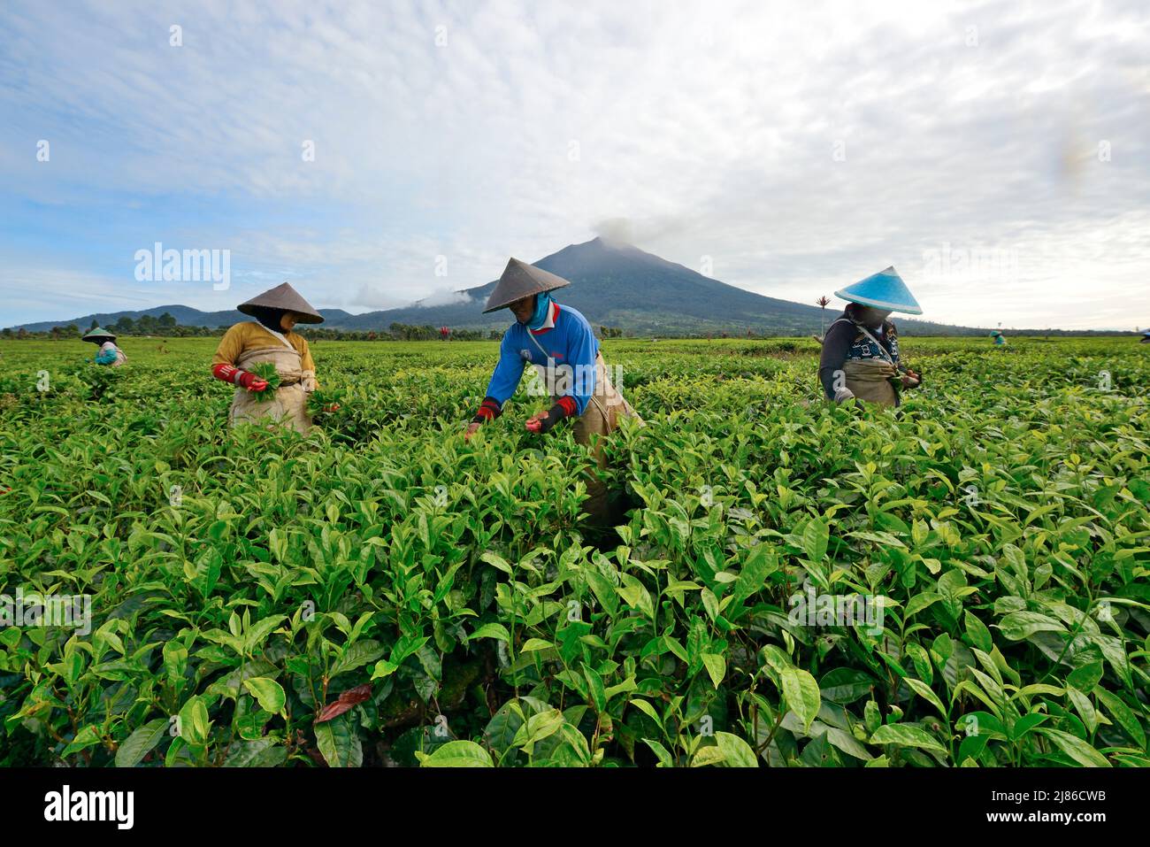 Tea plantation and picking, under the volcano, Kerenci, Sumatra ...