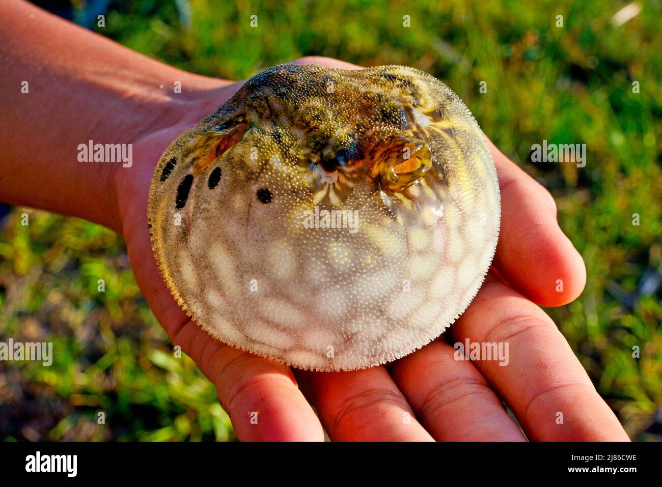 Freshwater Pufferfish (Pao sp) inflated in a defensive posture ...