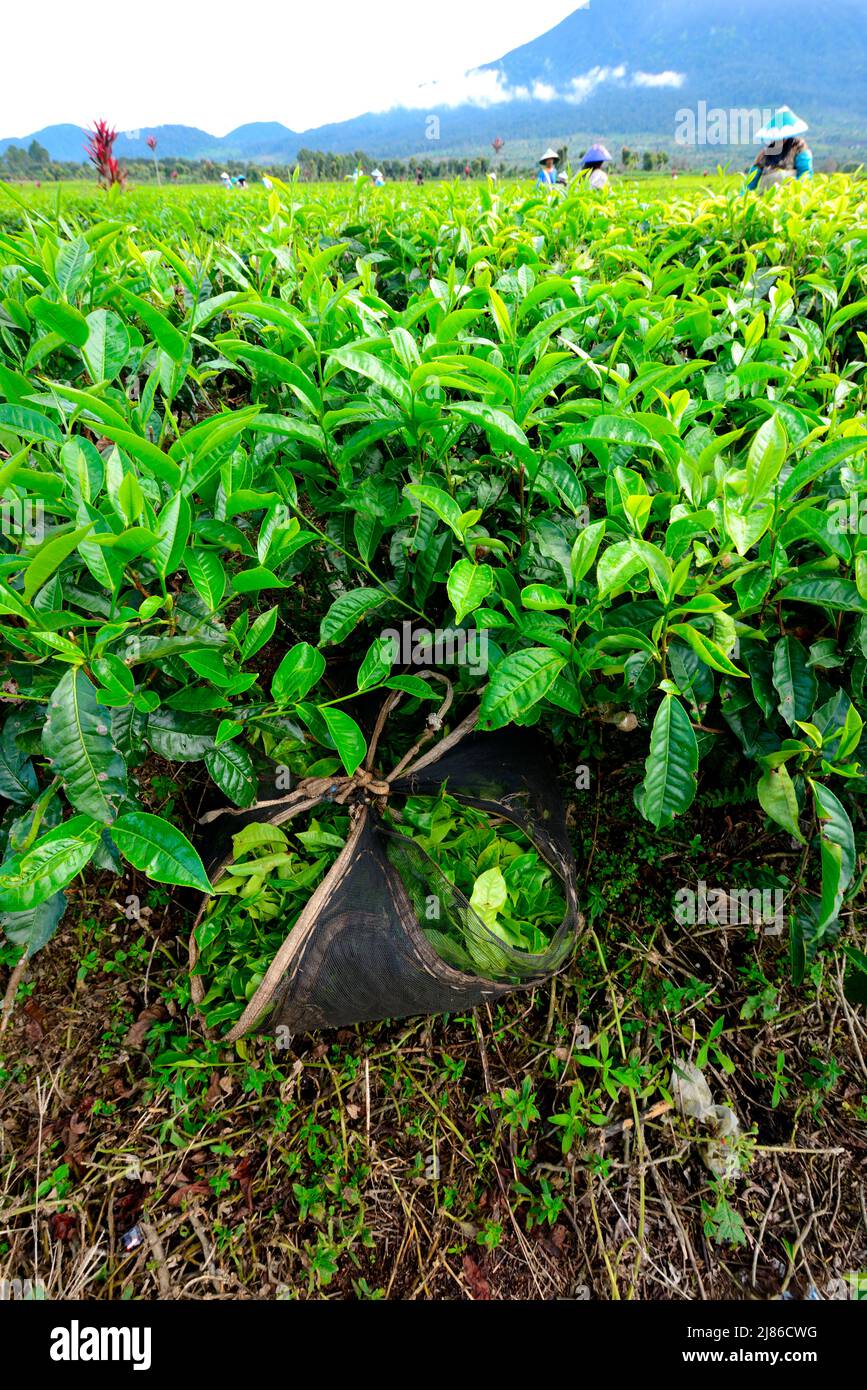 Tea plantation and picking, under the volcano, Kerenci, Sumatra ...