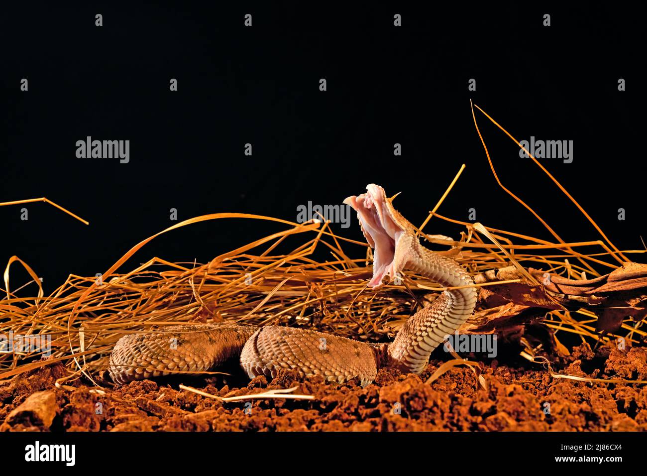 Horned desert viper (Cerastes cerastes) biting, from Mauritania to ...