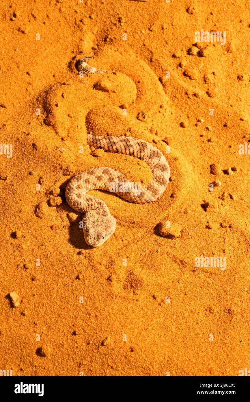 Sahara sand viper (Cerastes vipera) sinking into the sand, From ...
