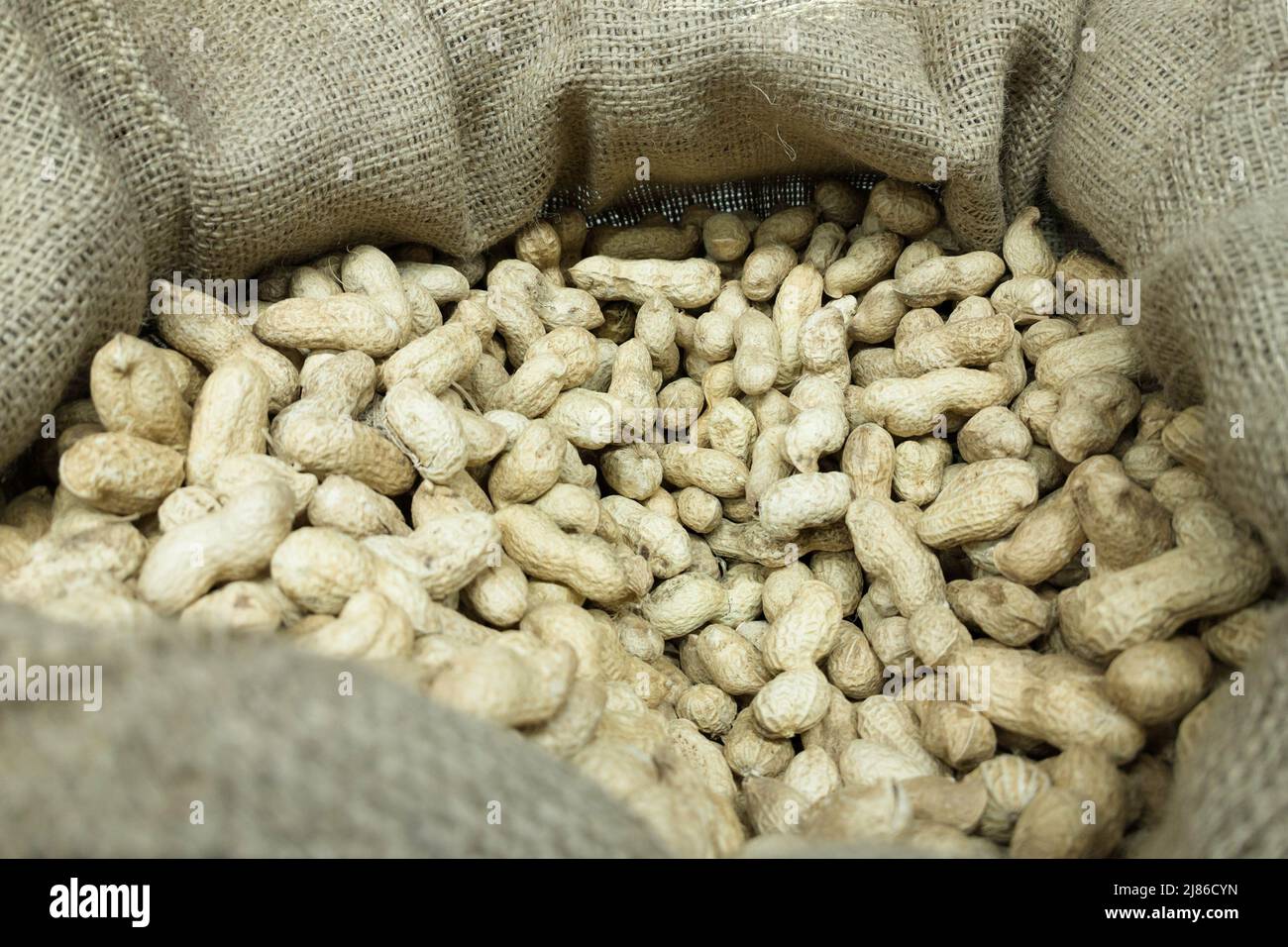 Fresh organic ripe unpeeled peanuts in a jute bag Stock Photo - Alamy