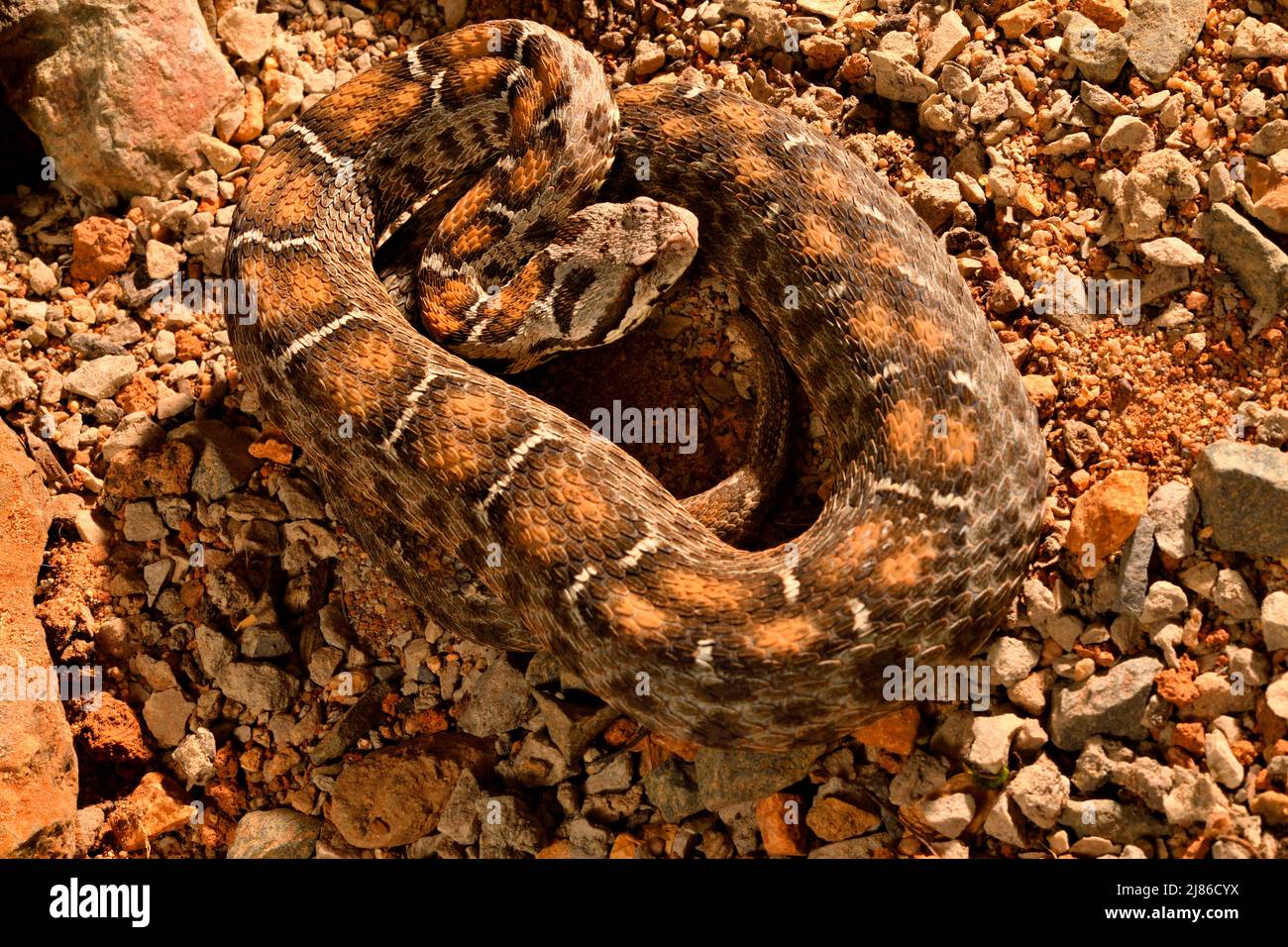 Central Turkish mountain viper (Montivipera albizona), Central Turkey ...