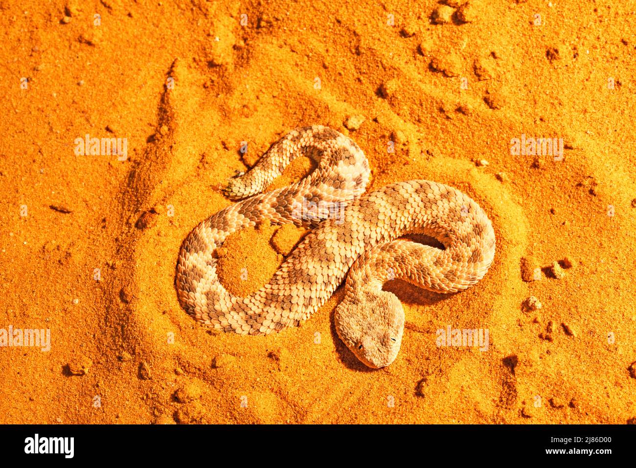 Sahara sand viper (Cerastes vipera) sinking into the sand, From ...