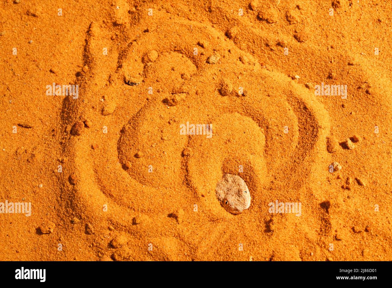 Sahara sand viper (Cerastes vipera) sinking into the sand, From ...