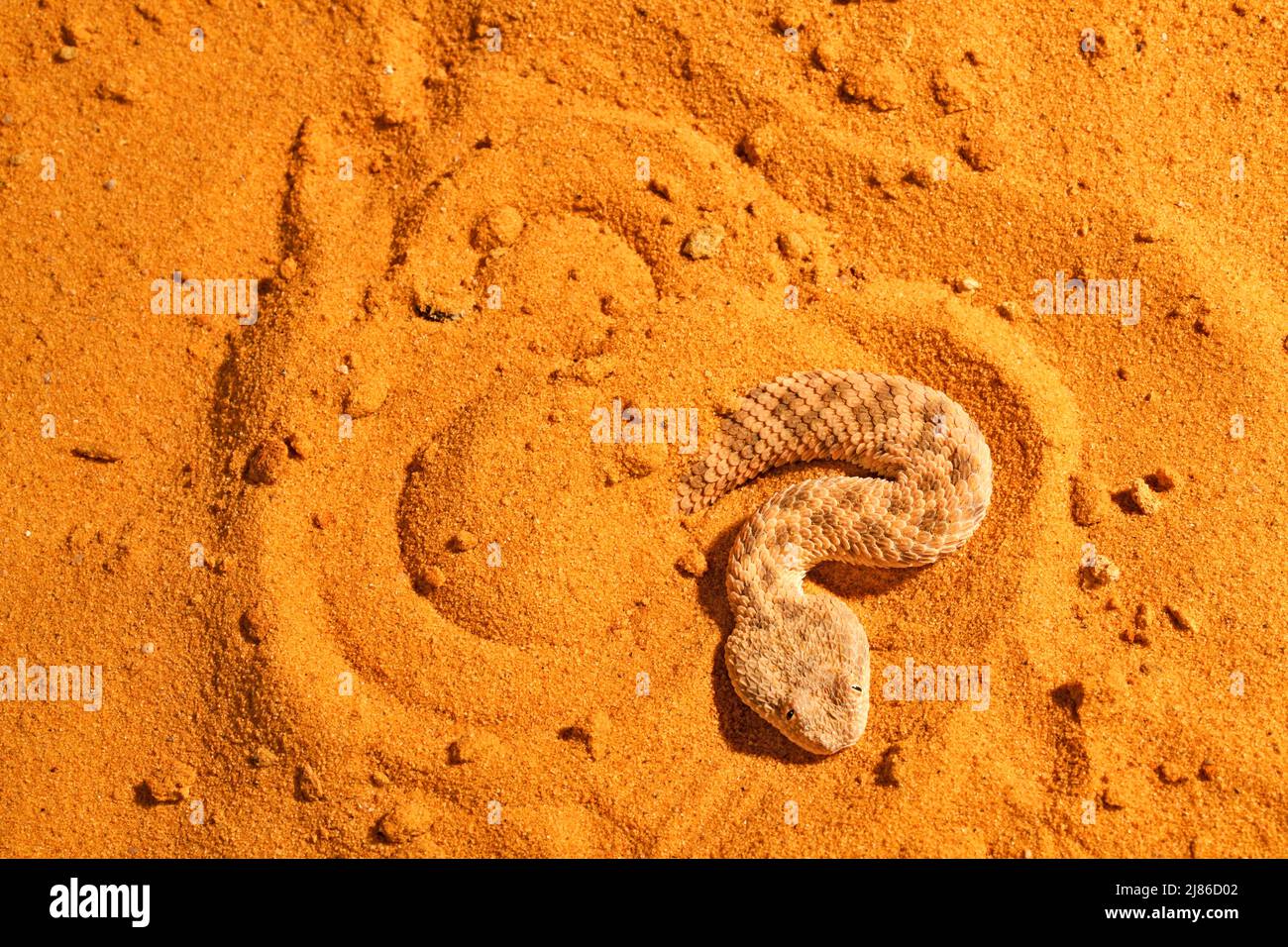 Sahara sand viper (Cerastes vipera) sinking into the sand, From ...