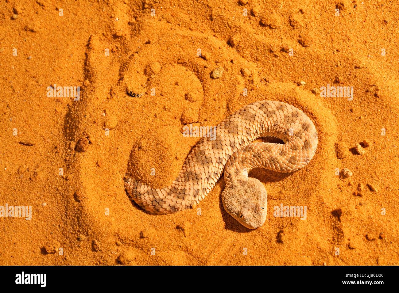 Sahara sand viper (Cerastes vipera) sinking into the sand, From ...