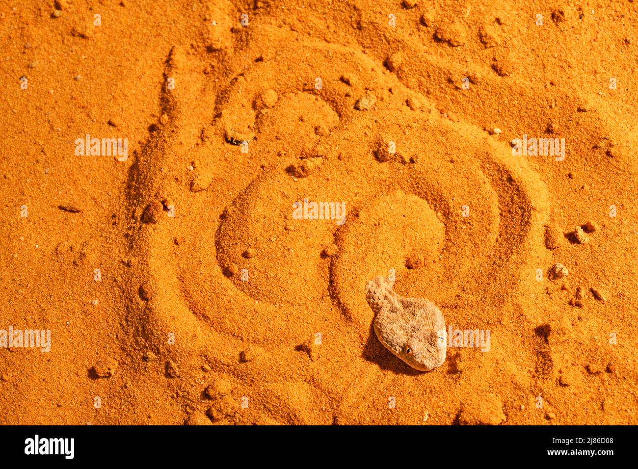 Sahara sand viper (Cerastes vipera) sinking into the sand, From ...