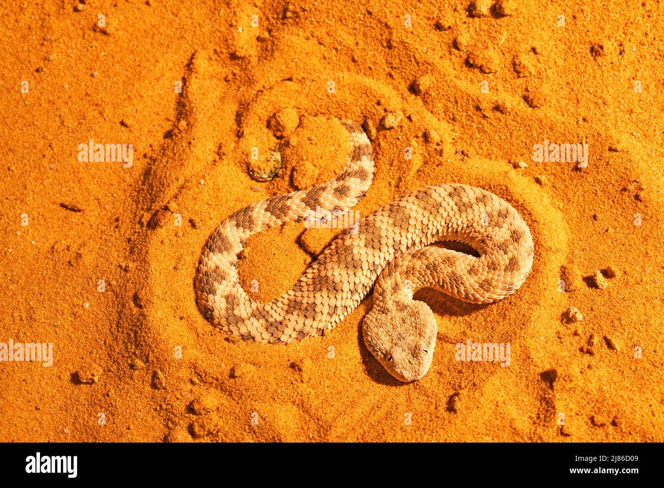 Sahara sand viper (Cerastes vipera) sinking into the sand, From ...