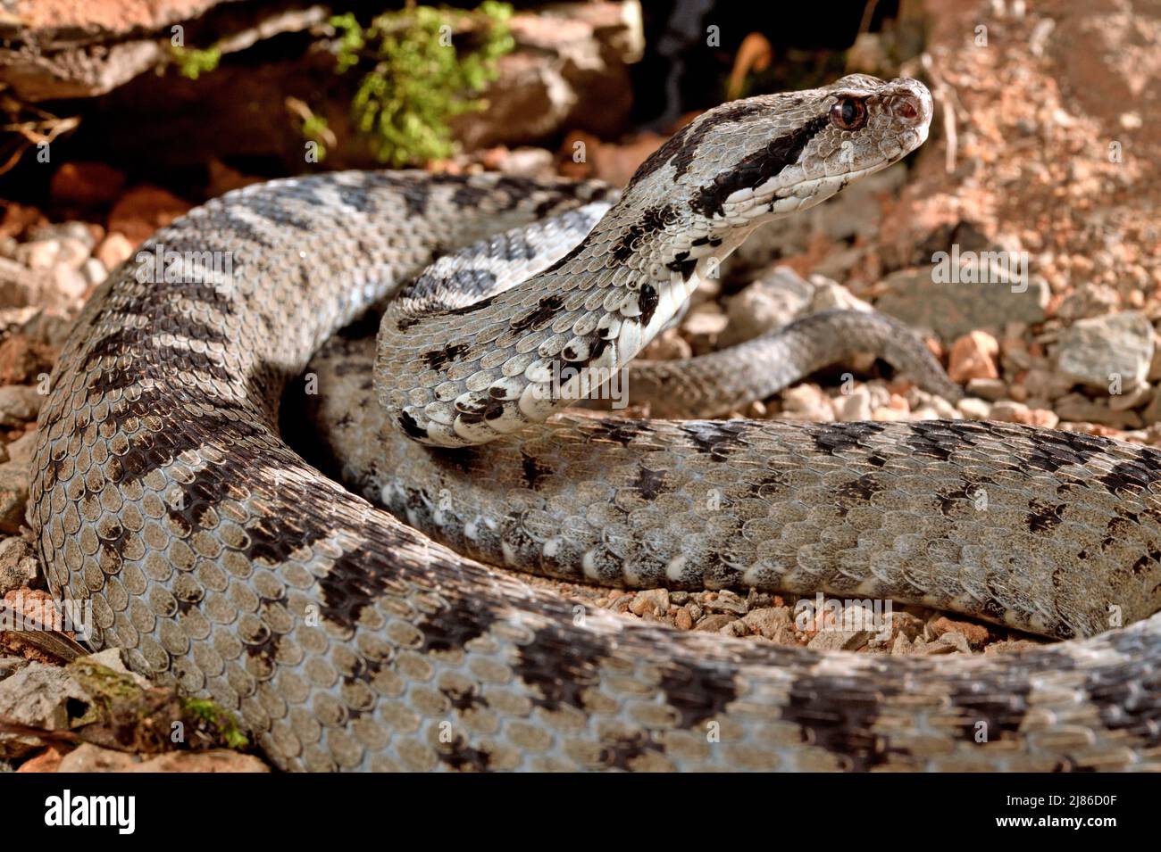 Ottoman viper (Montivipera xanthina), N. E. Greece, Turkey Captivity ...