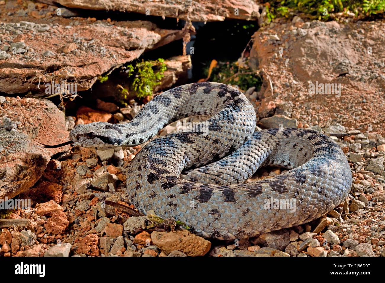 Ottoman viper (Montivipera xanthina), N. E. Greece, Turkey Captivity ...