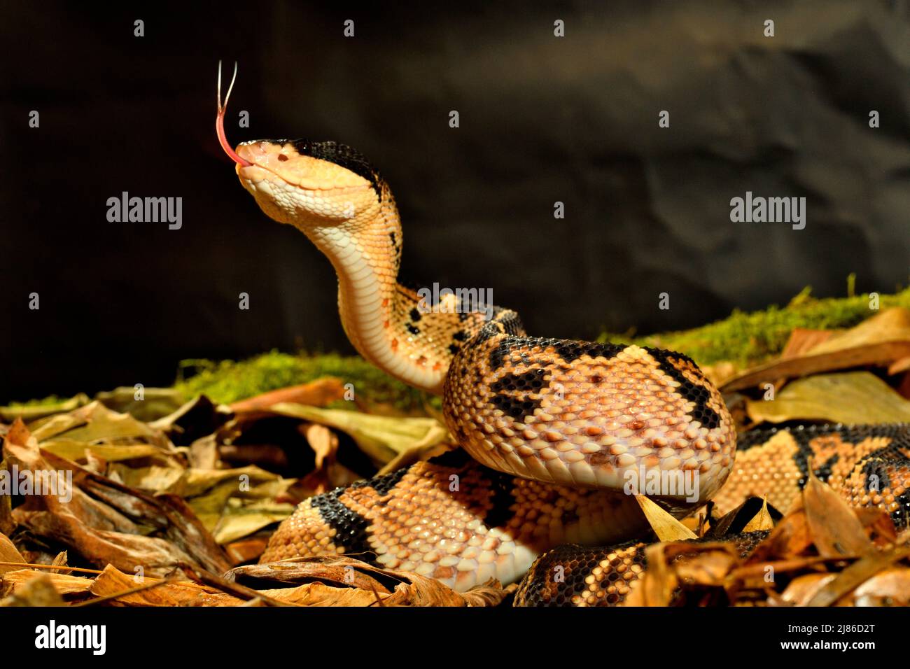 Three Headed Snake Monster