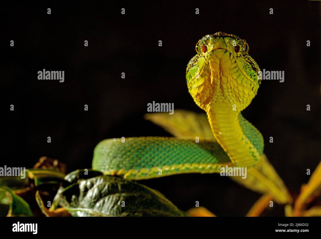 Two-striped forest-pitviper (Bothrops bilineatus bilineatus ...