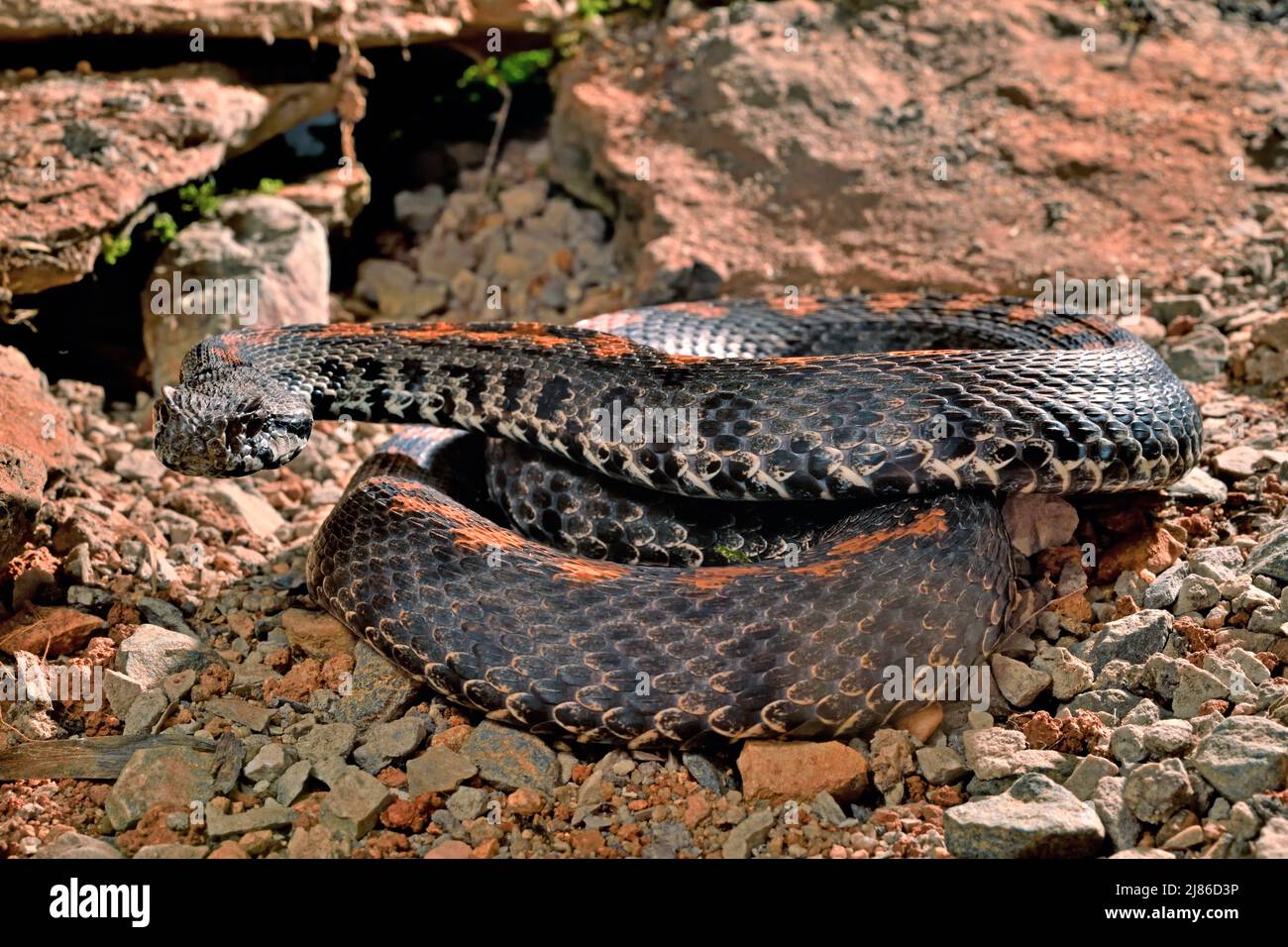 Caucasus viper (Montivipera raddei raddei), E. Turkey, Captivity Stock ...