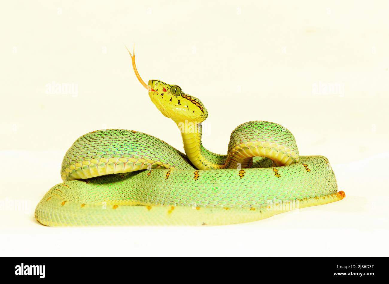 Green jararaca bothrops bilineatus hi-res stock photography and images ...