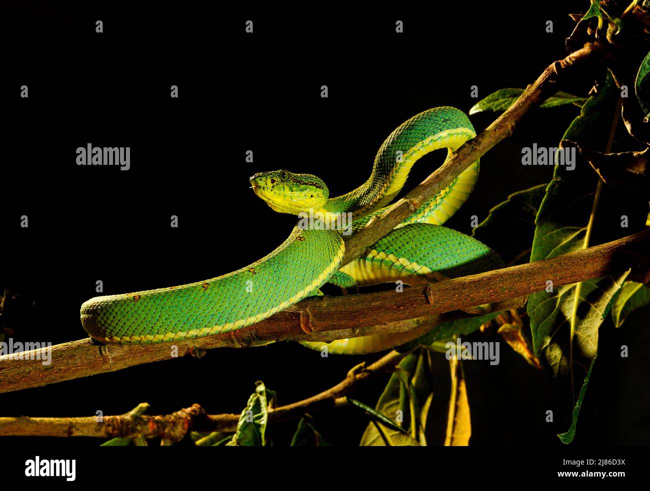Two-striped forest-pitviper (Bothrops bilineatus bilineatus ...