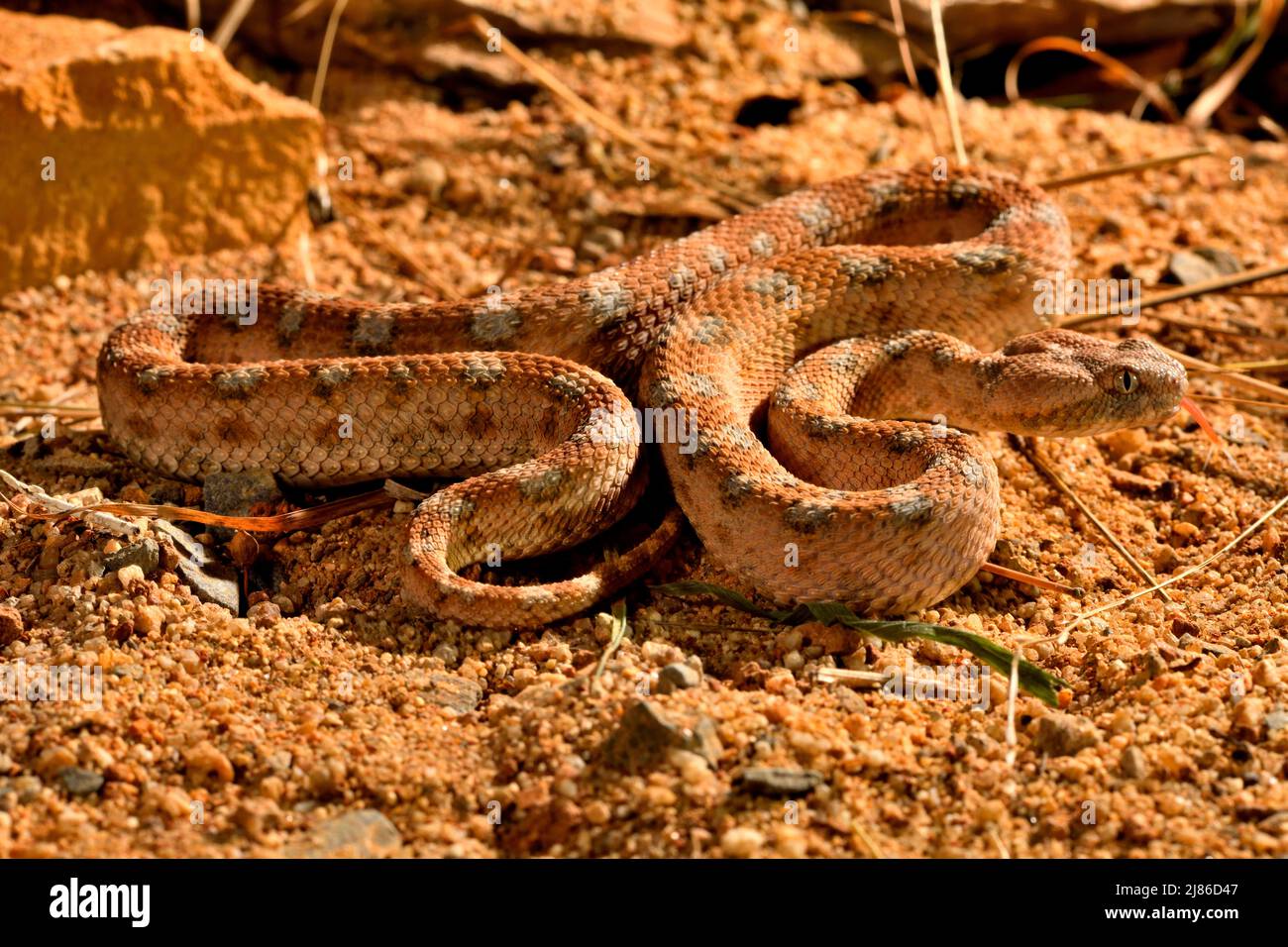Palestine saw scaled vipers echis coloratus hi-res stock photography ...