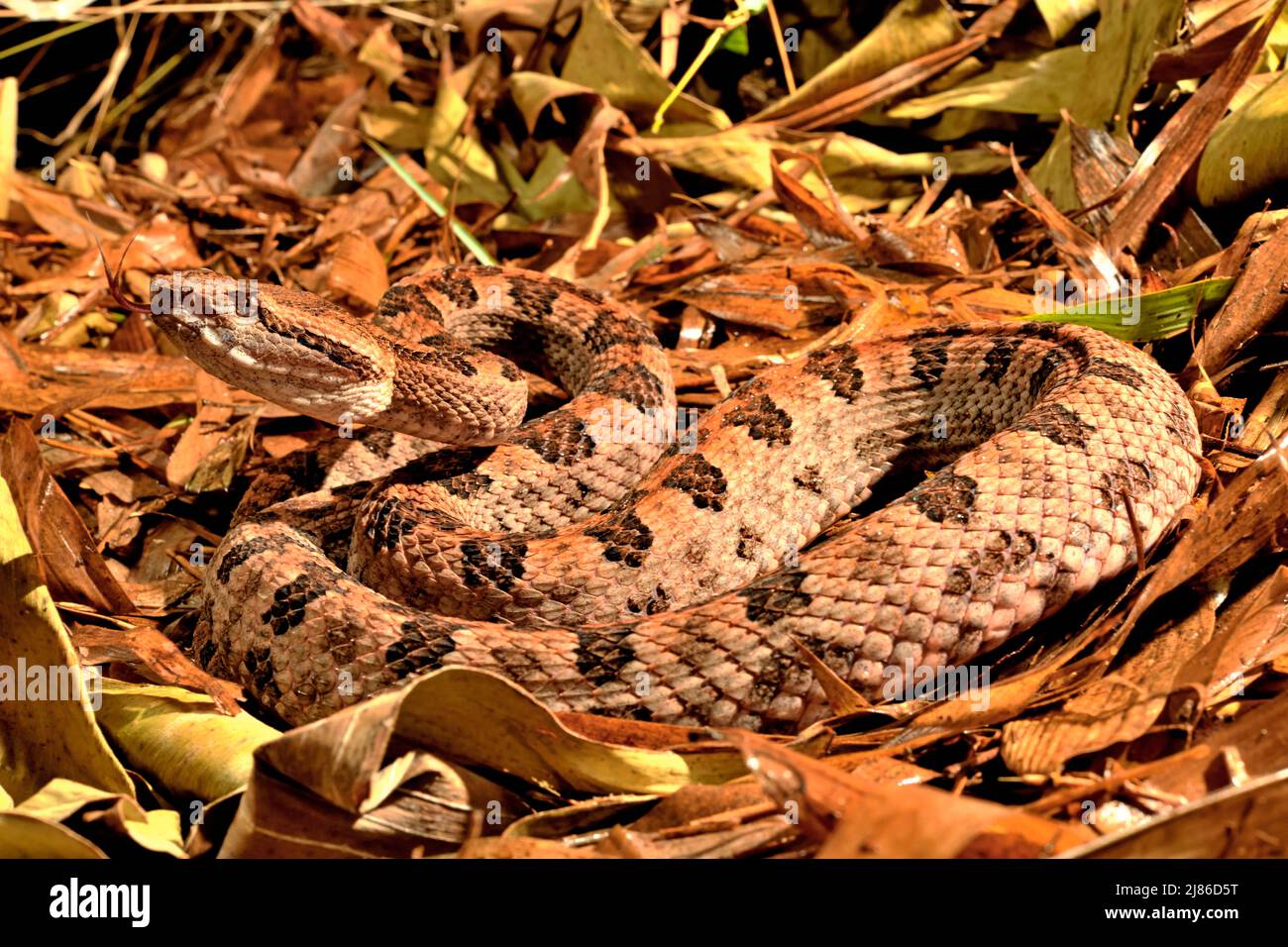 Elegant pitviper (Protobothrops elegans), Southern Ryukyu Islands ...
