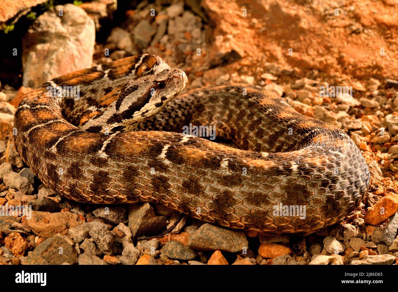 Central Turkish mountain viper (Montivipera albizona), Central Turkey ...