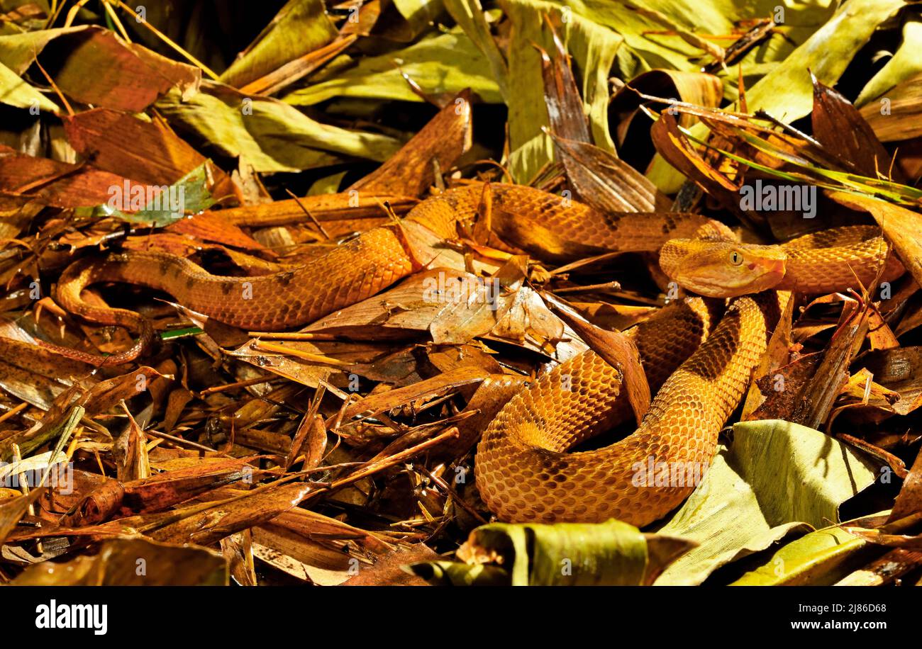 Elegant pitviper (Protobothrops elegans), Southern Ryukyu Islands ...