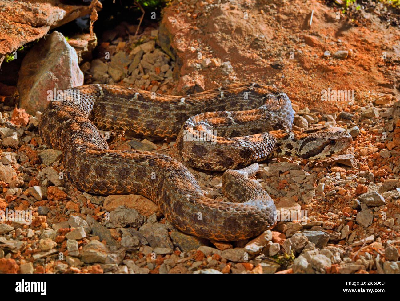 Turkish mountain viper hi-res stock photography and images - Alamy