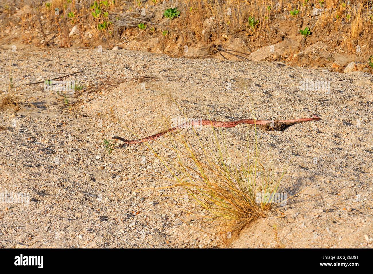 Sonoran coachwhip masticophis flagellum cingulum hi-res stock ...
