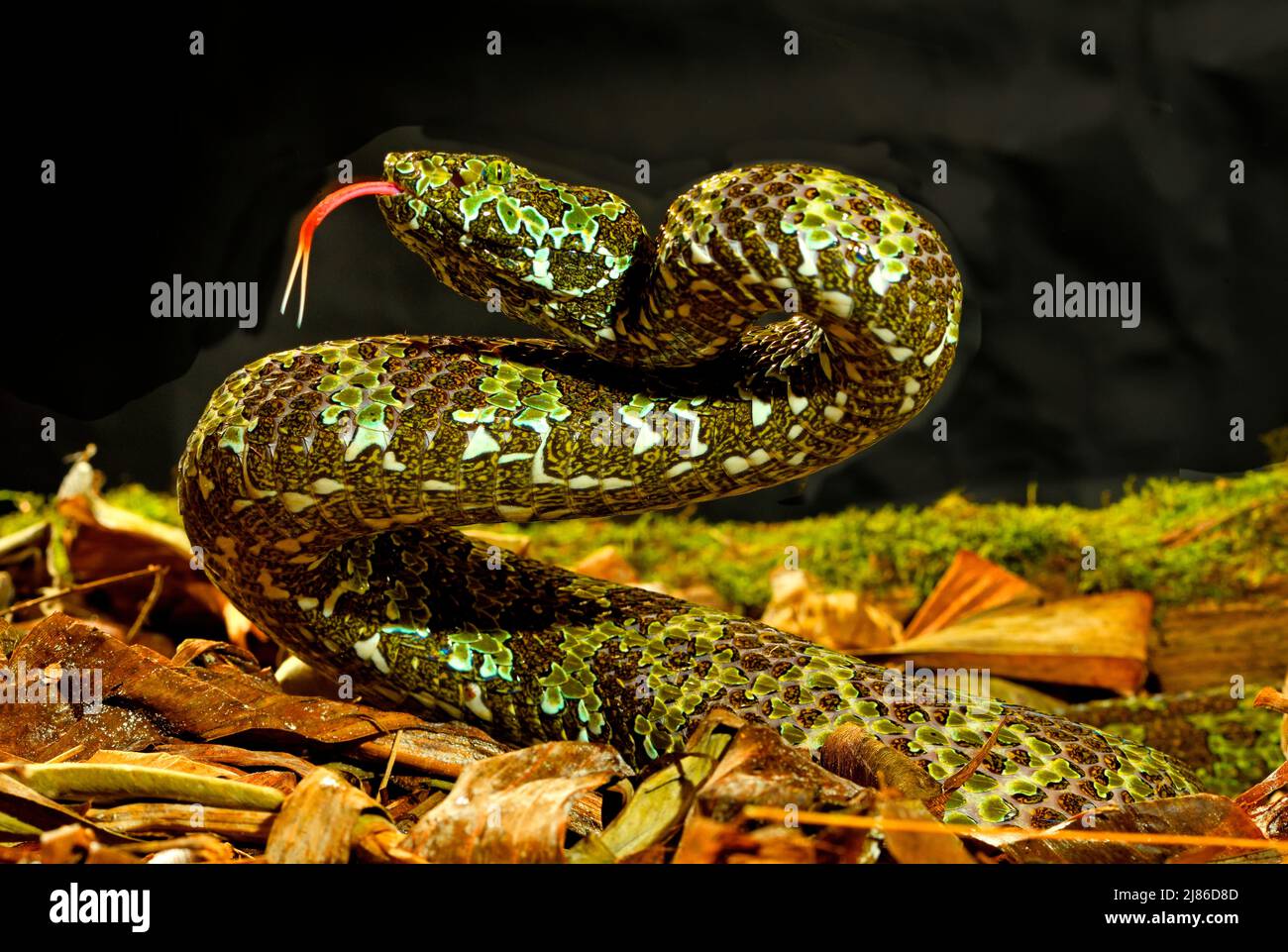 Mangshan pit viper (Protobothrops mangshanensis), South Hunan, China ...