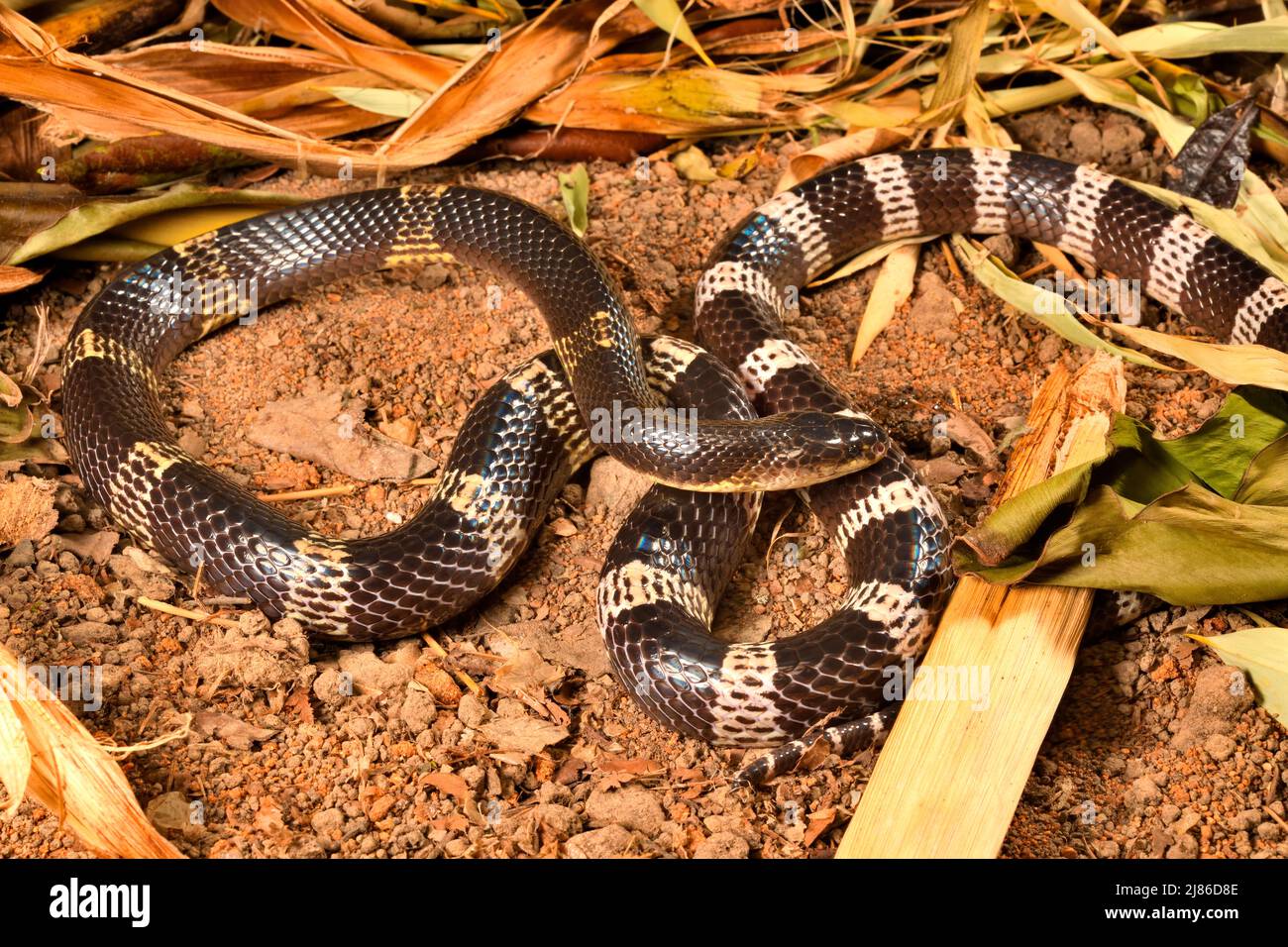 Blue krait (Bungarus candidus), S.E. Asia. Captivity Stock Photo - Alamy