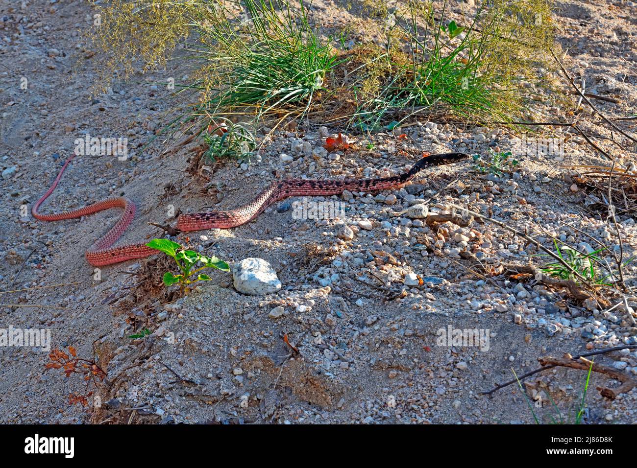 Sonoran coachwhip (Masticophis flagellum cingulum), Catalina state park ...