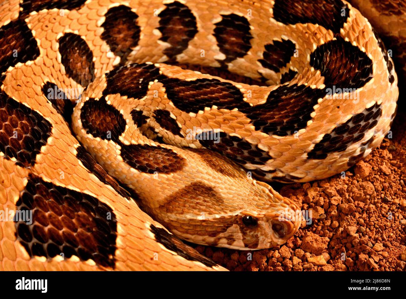 Indian Russell's Viper (Daboia russelii Stock Photo - Alamy