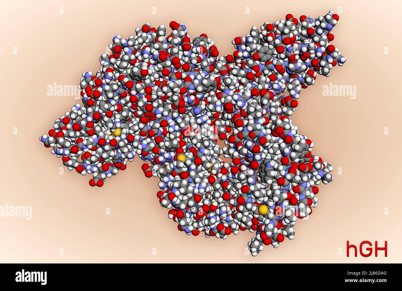 Human growth hormone, hGH, somatotropin molecule. It is natural peptide ...