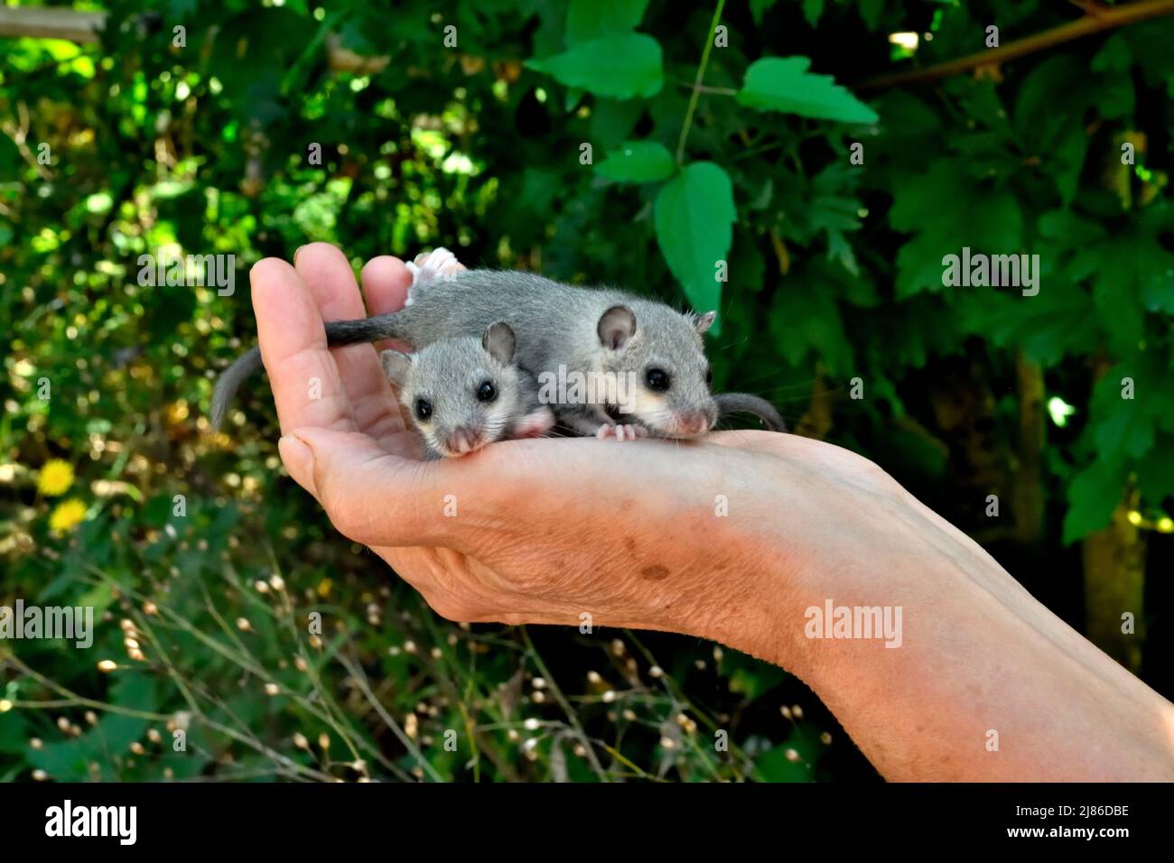 Young Fat dormice (Glis glis) in hand. France Stock Photo - Alamy