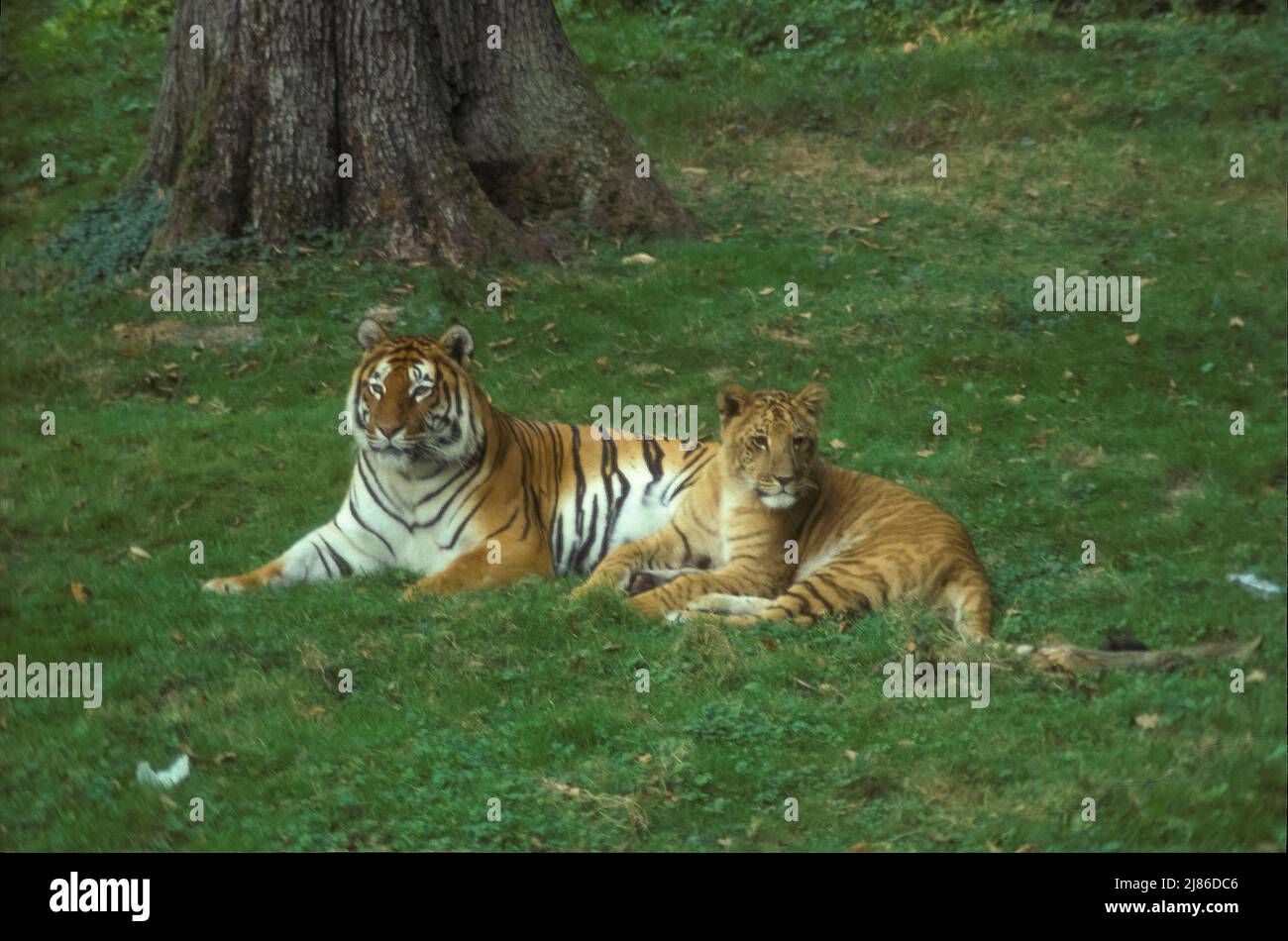 Tigron bred of a Tigress and a Lion, Zoo, France Stock Photo - Alamy
