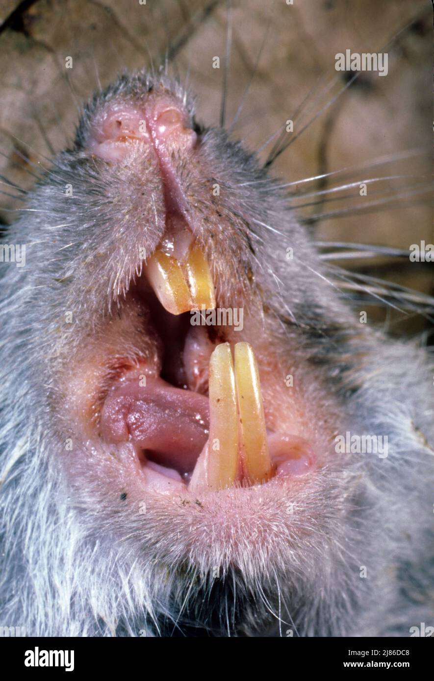 Incisors of a brown rat Europe Stock Photo - Alamy