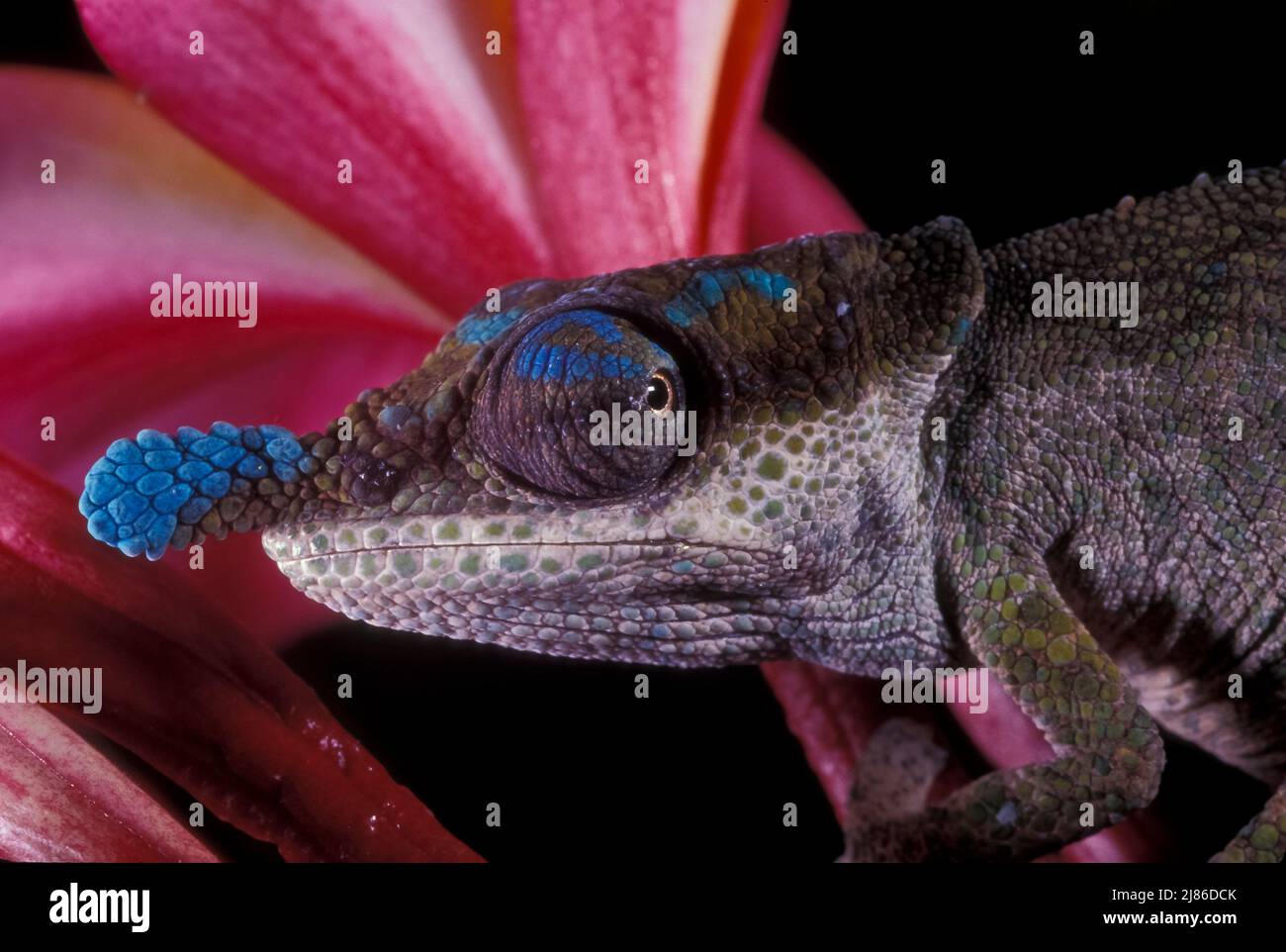 Portrait of Boettger Chamaeleon (Calumma boettgeri), Madagascar Stock ...